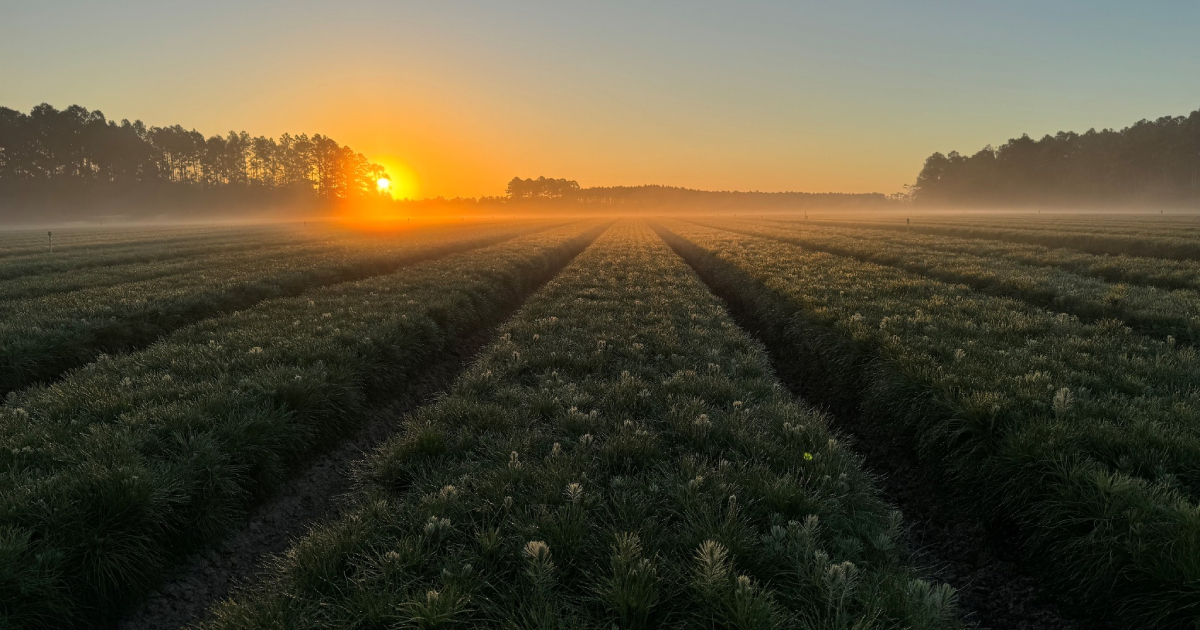 Growing the future of forests | PRT.com, Trusted to Grow™
