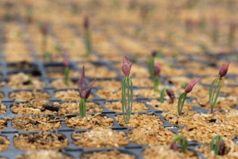 Where We Grow - PRT Growing Services Ltd.